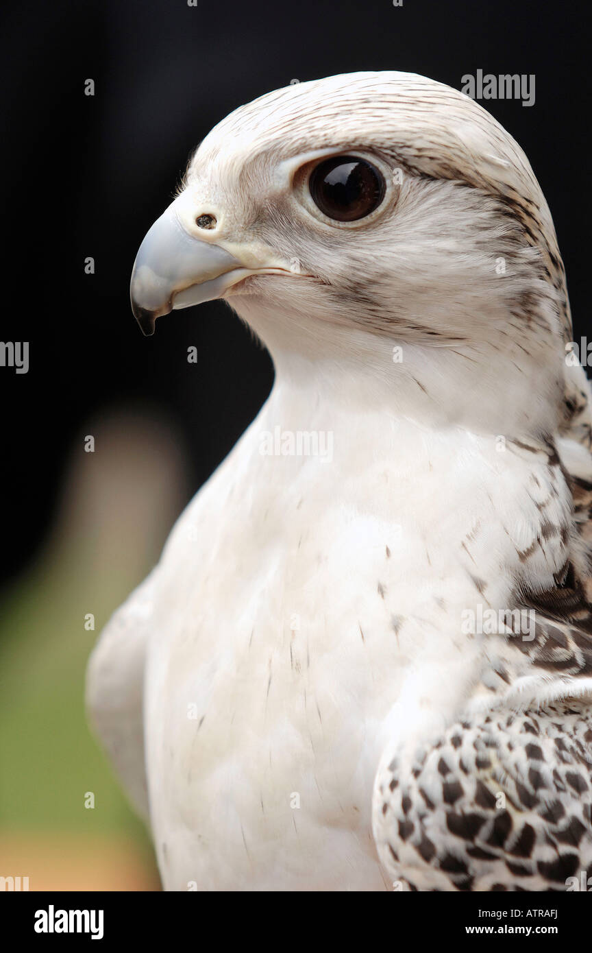 White gyr falcon hi-res stock photography and images - Alamy
