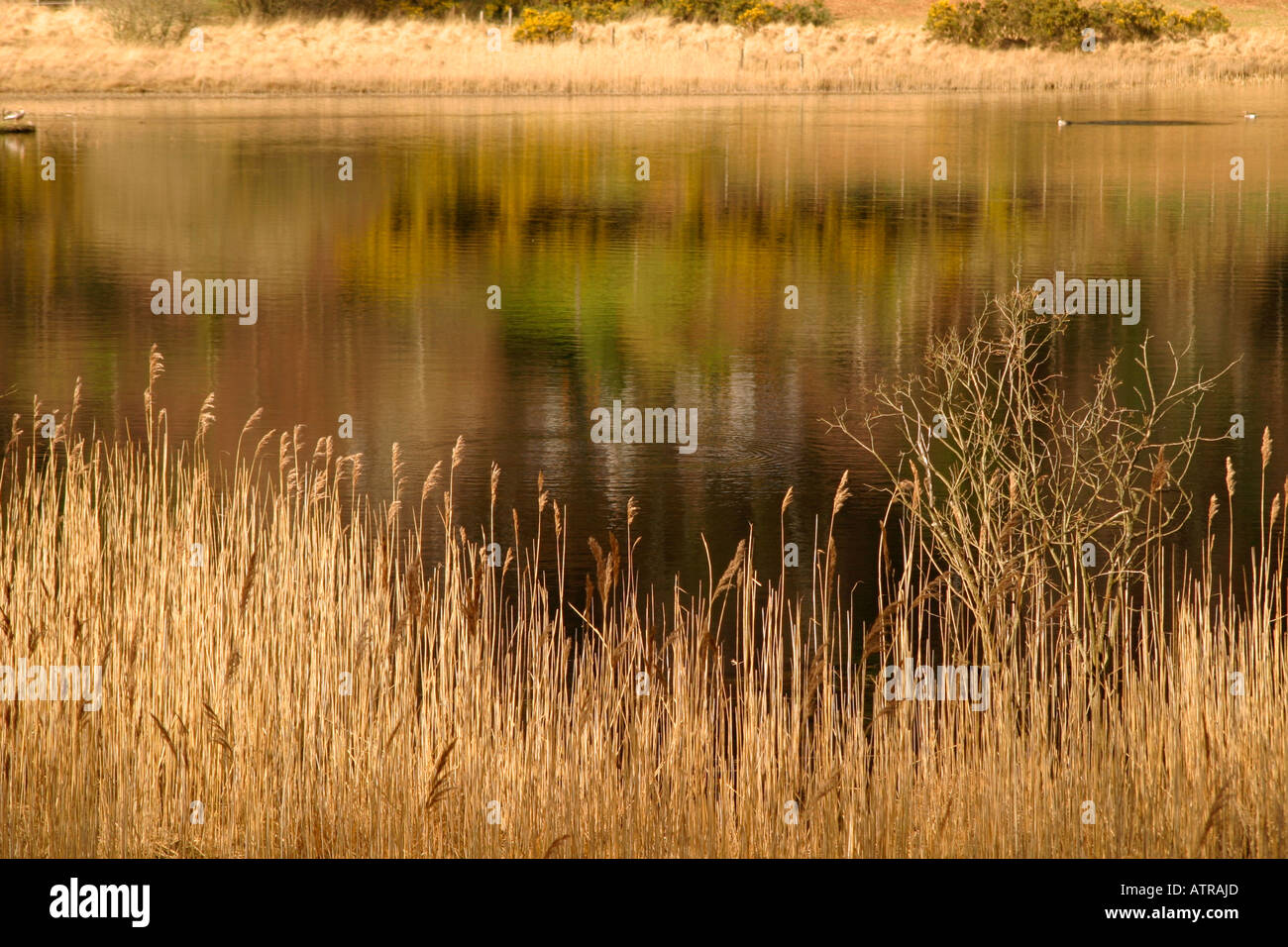 Reeds and grasses bordering the lake of Glendalough, Ireland Stock ...