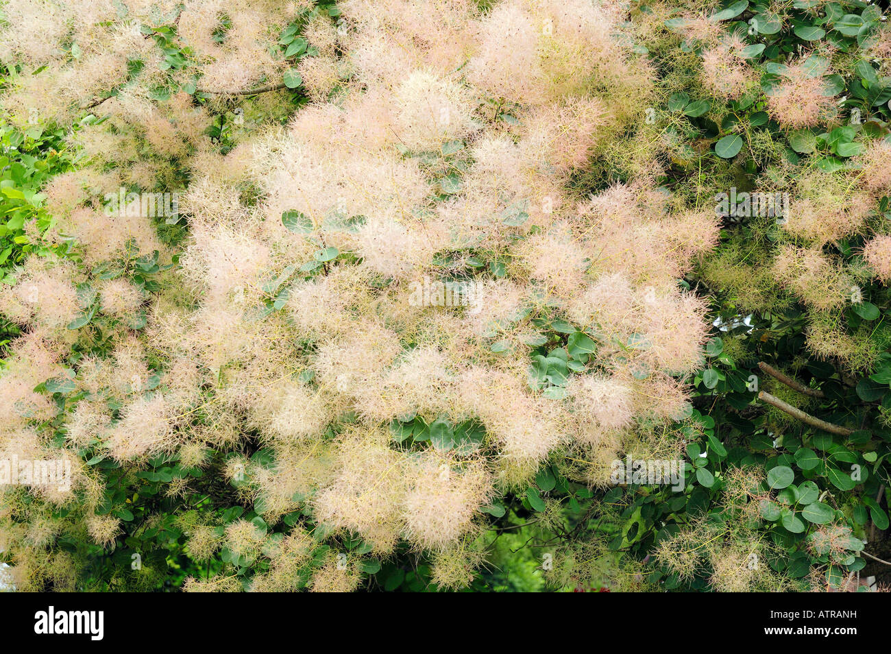 European smoketree hi-res stock photography and images - Alamy