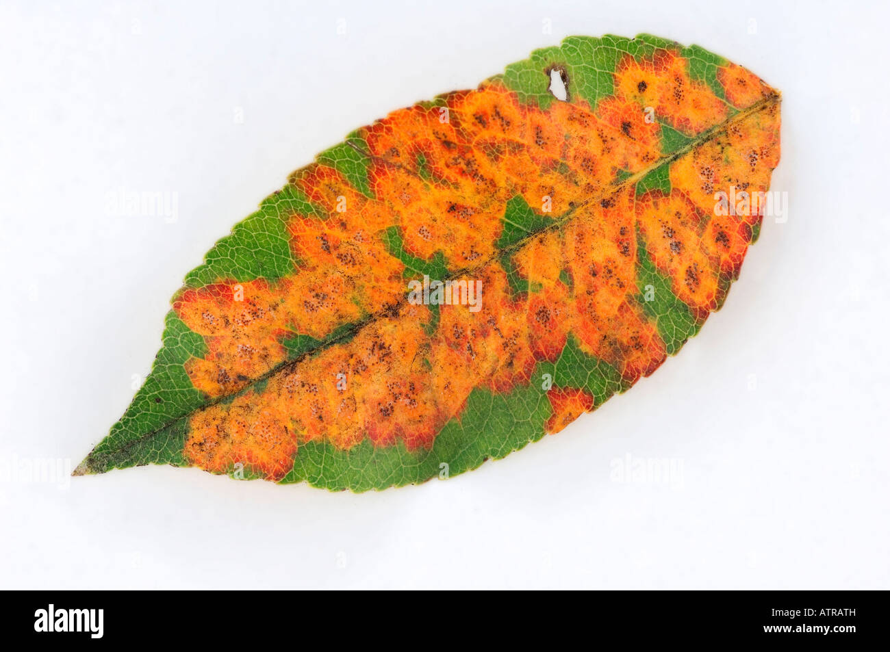 Gymnosporangium sabinae juniper hi-res stock photography and images - Alamy