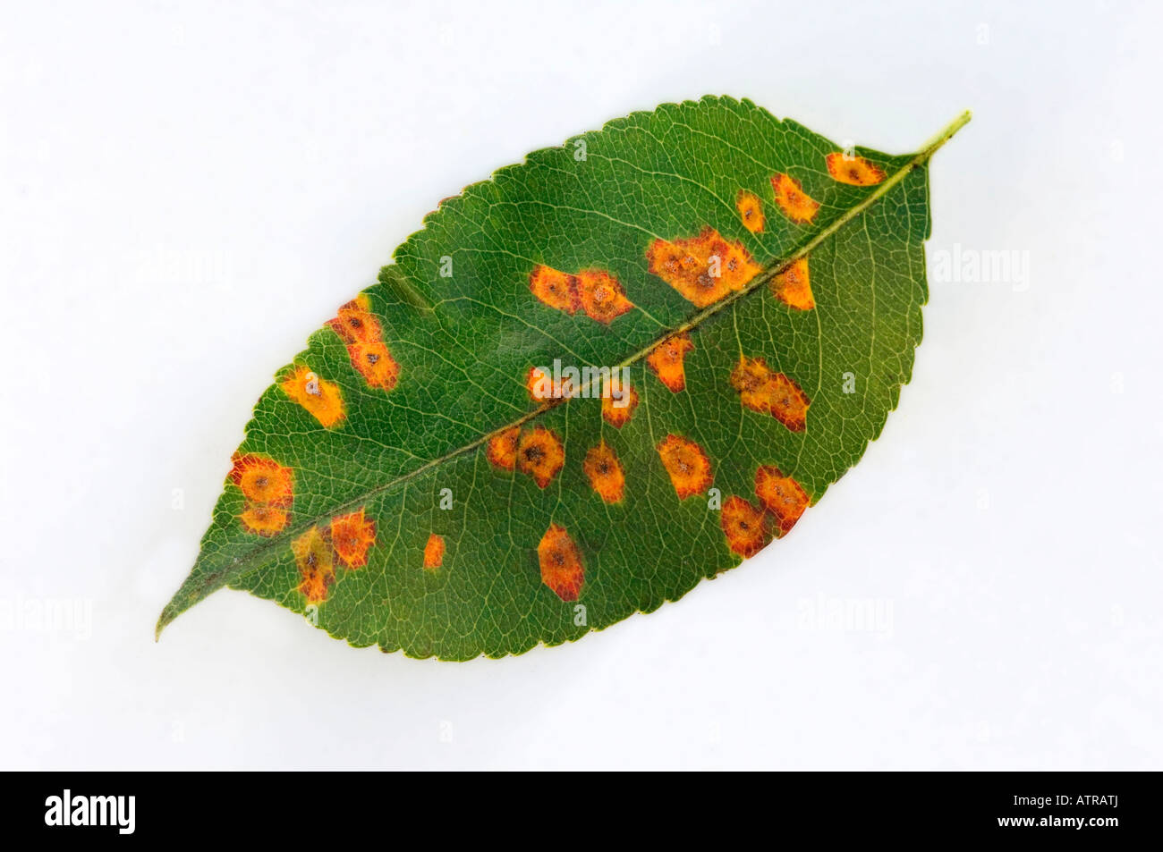 Pear rust hi-res stock photography and images - Alamy