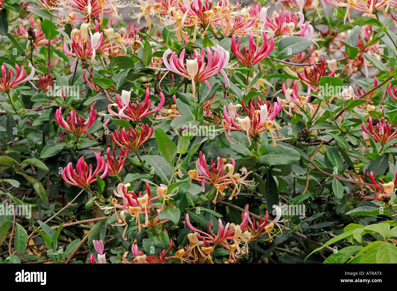 Italian Honeysuckle Stock Photo - Alamy