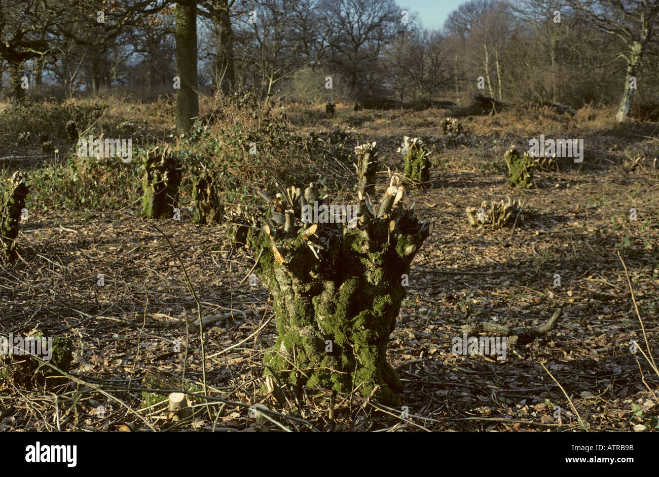 Woodland coppicing crafts management hi-res stock photography and ...