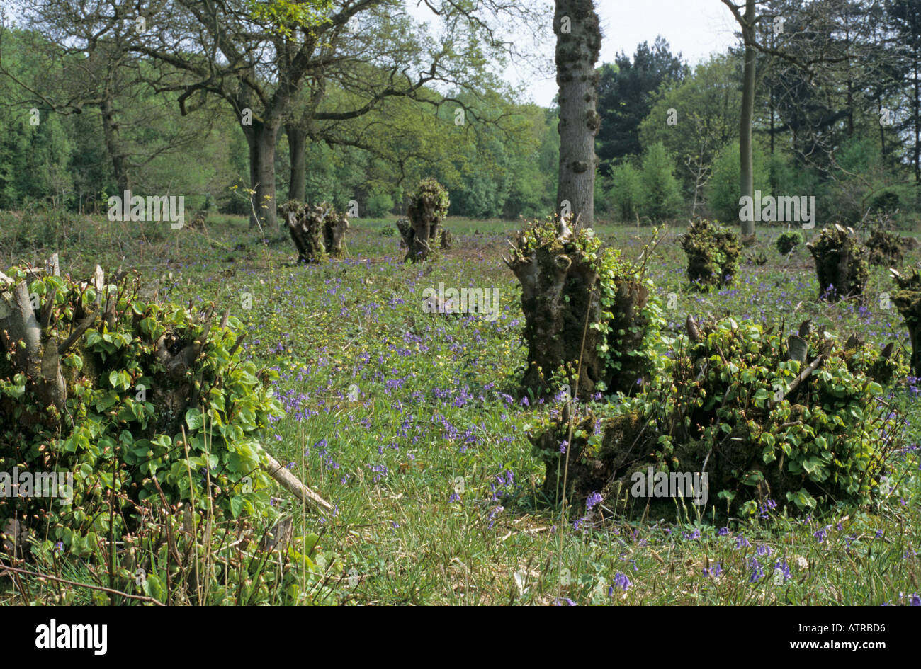 Ancient Coppiced Woodland High Resolution Stock Photography and Images ...