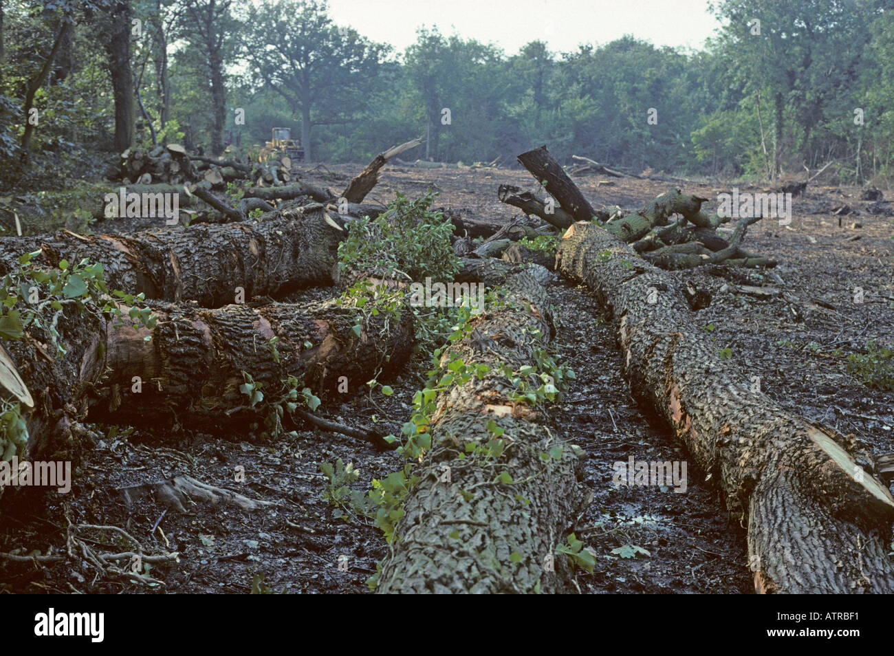 Felled mature oak trees in woodland UK Stock Photo - Alamy