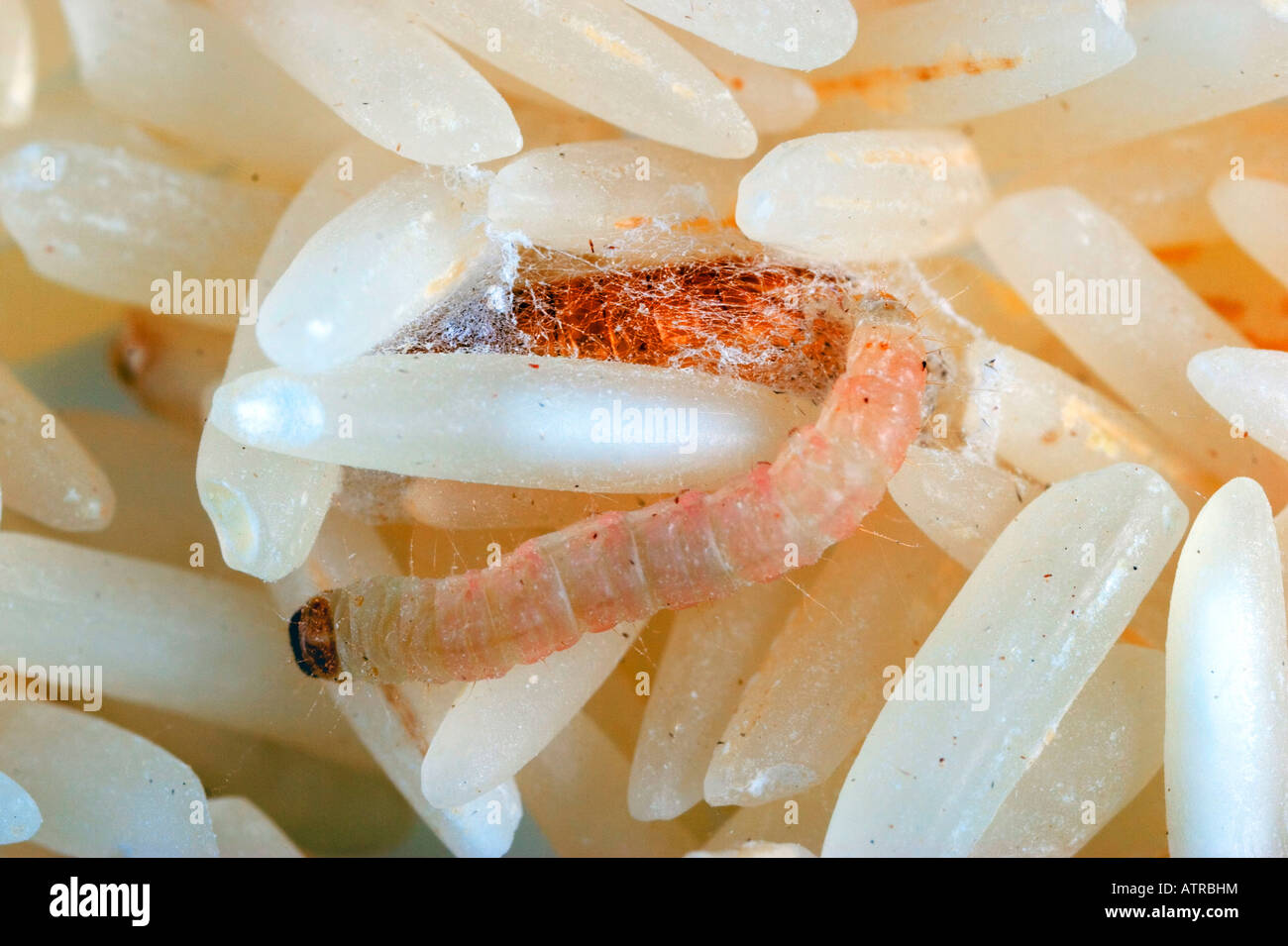 Indian Meal Moth Stock Photo - Alamy