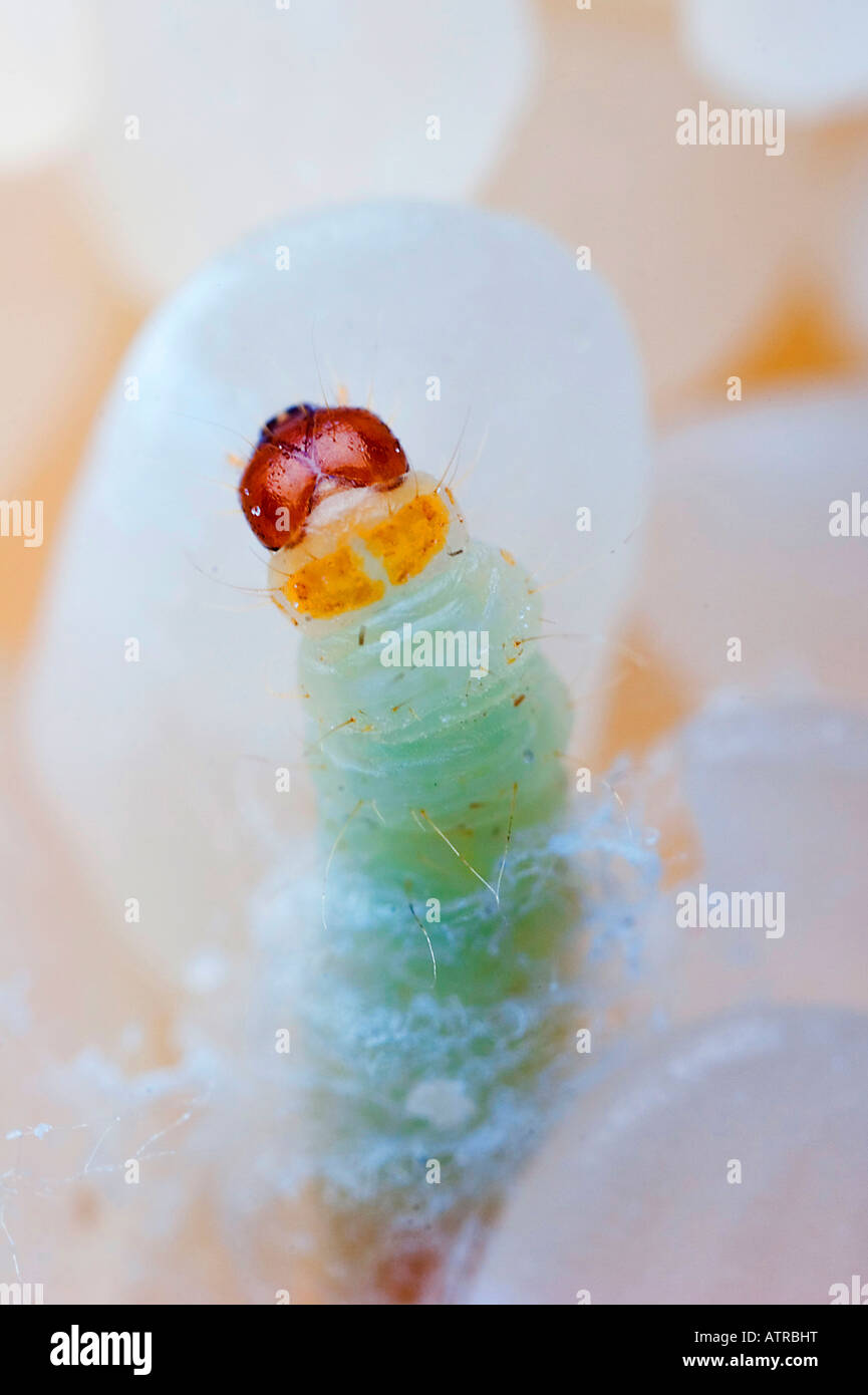 Indian Meal Moth Stock Photo - Alamy