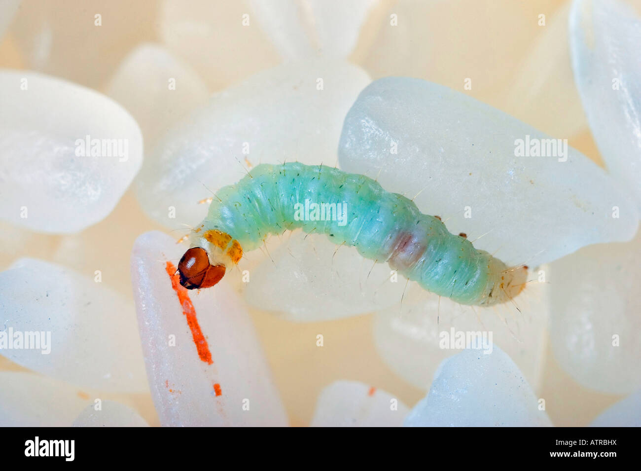 Indian Meal Moth Stock Photo - Alamy