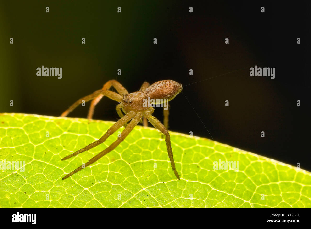 Clubiona spider hi-res stock photography and images - Alamy
