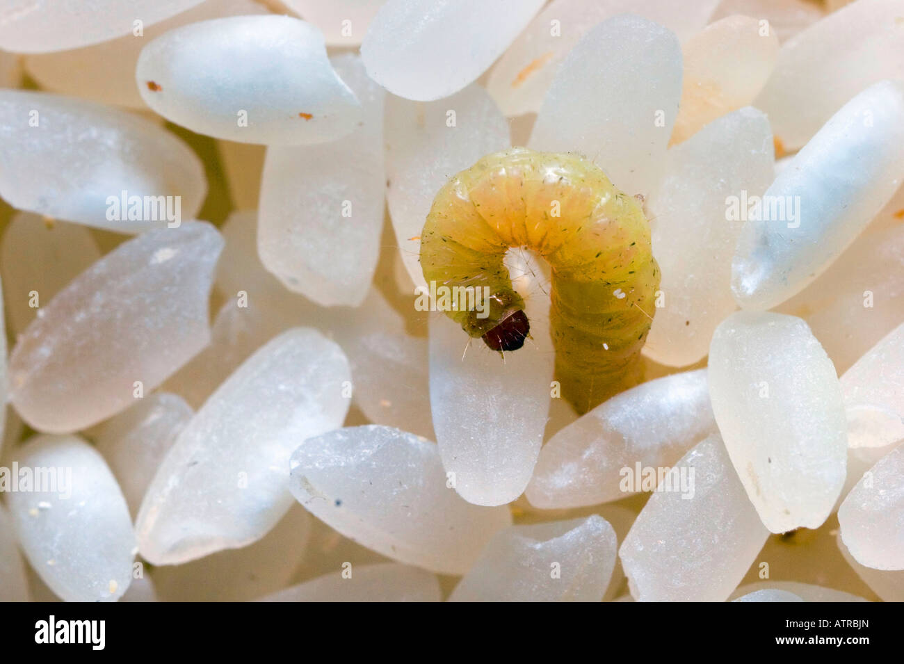 Meal moth hi-res stock photography and images - Alamy