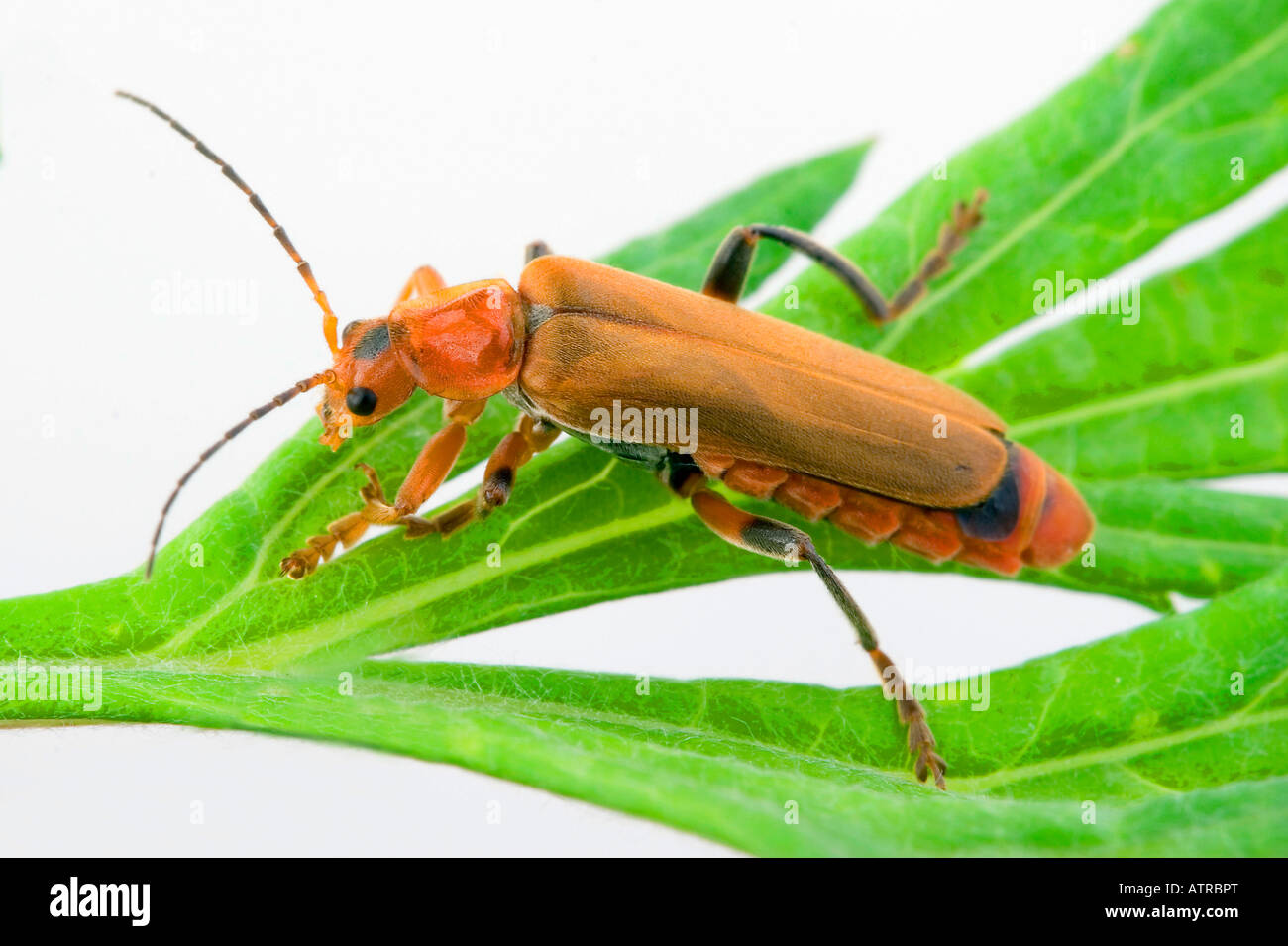 Black-tipped Soldier Beetle Stock Photo - Alamy