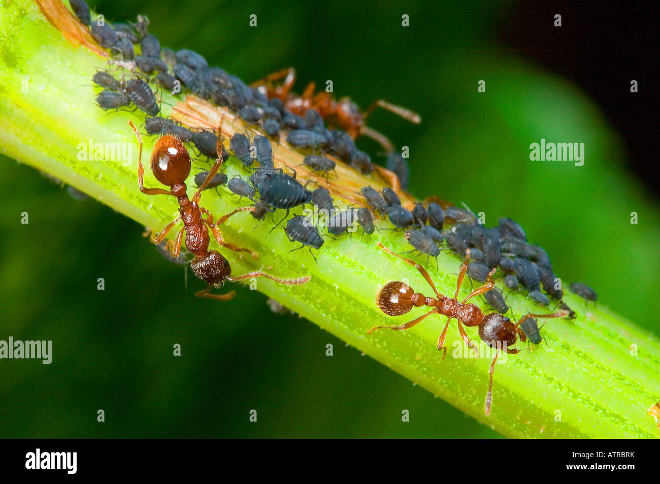 Small Red Wood Ant / Aphid Stock Photo - Alamy