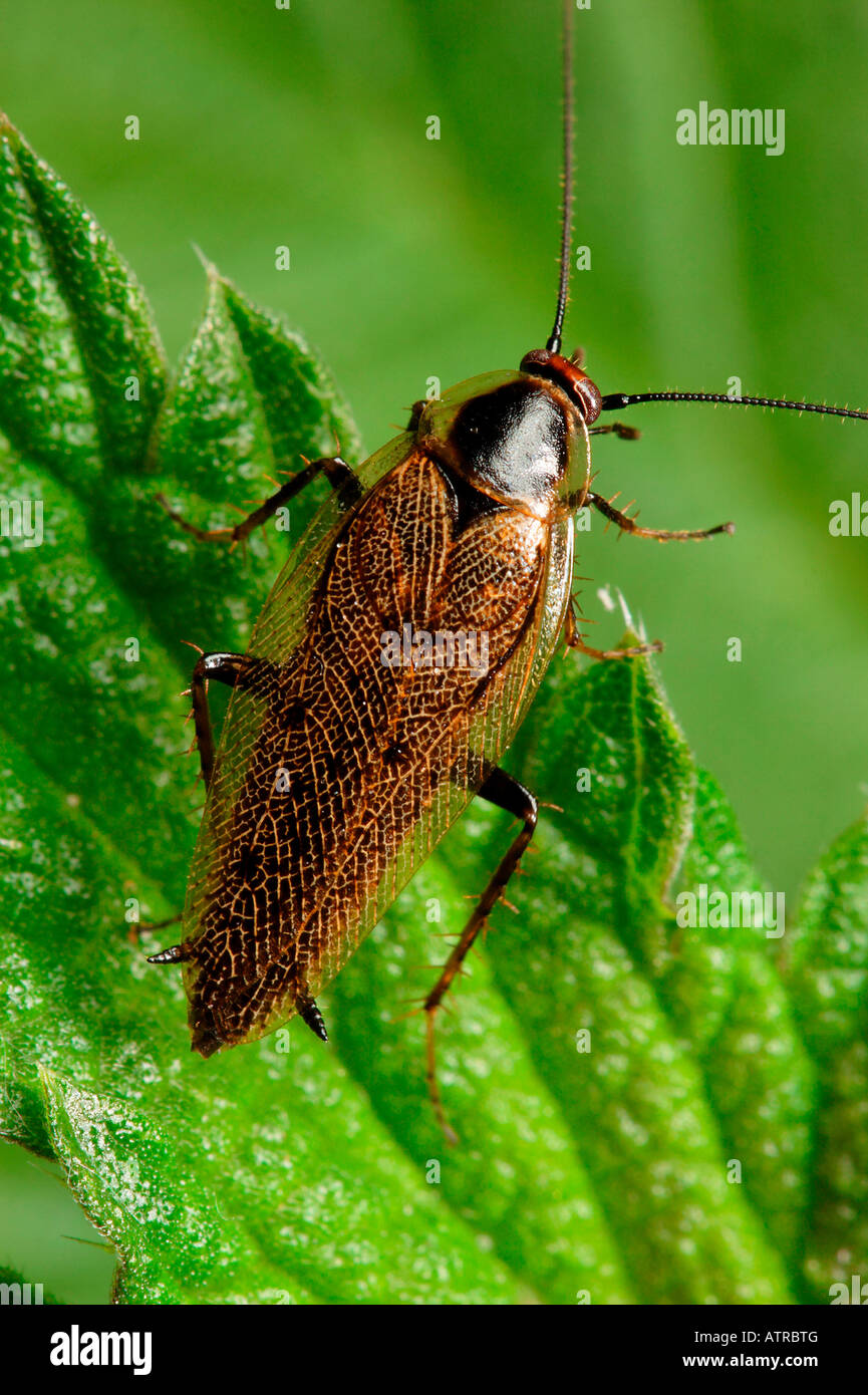 Forest Cockroach High Resolution Stock Photography and Images - Alamy