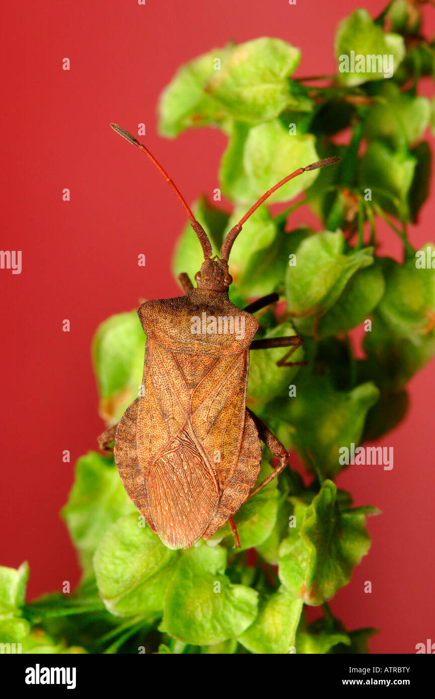 Coreid Bug Stock Photos & Coreid Bug Stock Images - Alamy