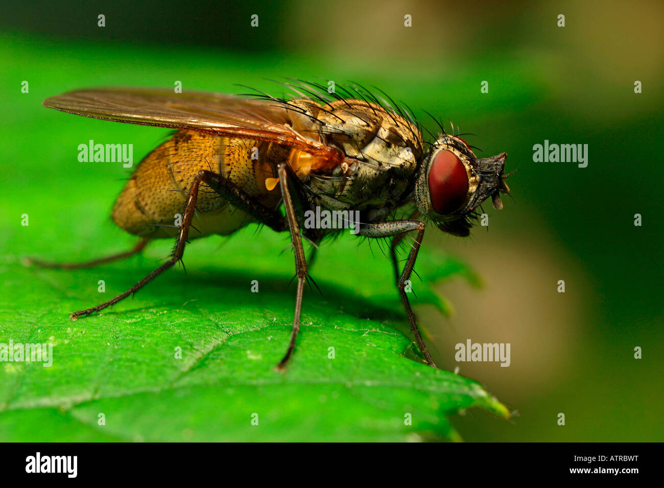 Muscid fly hi-res stock photography and images - Alamy