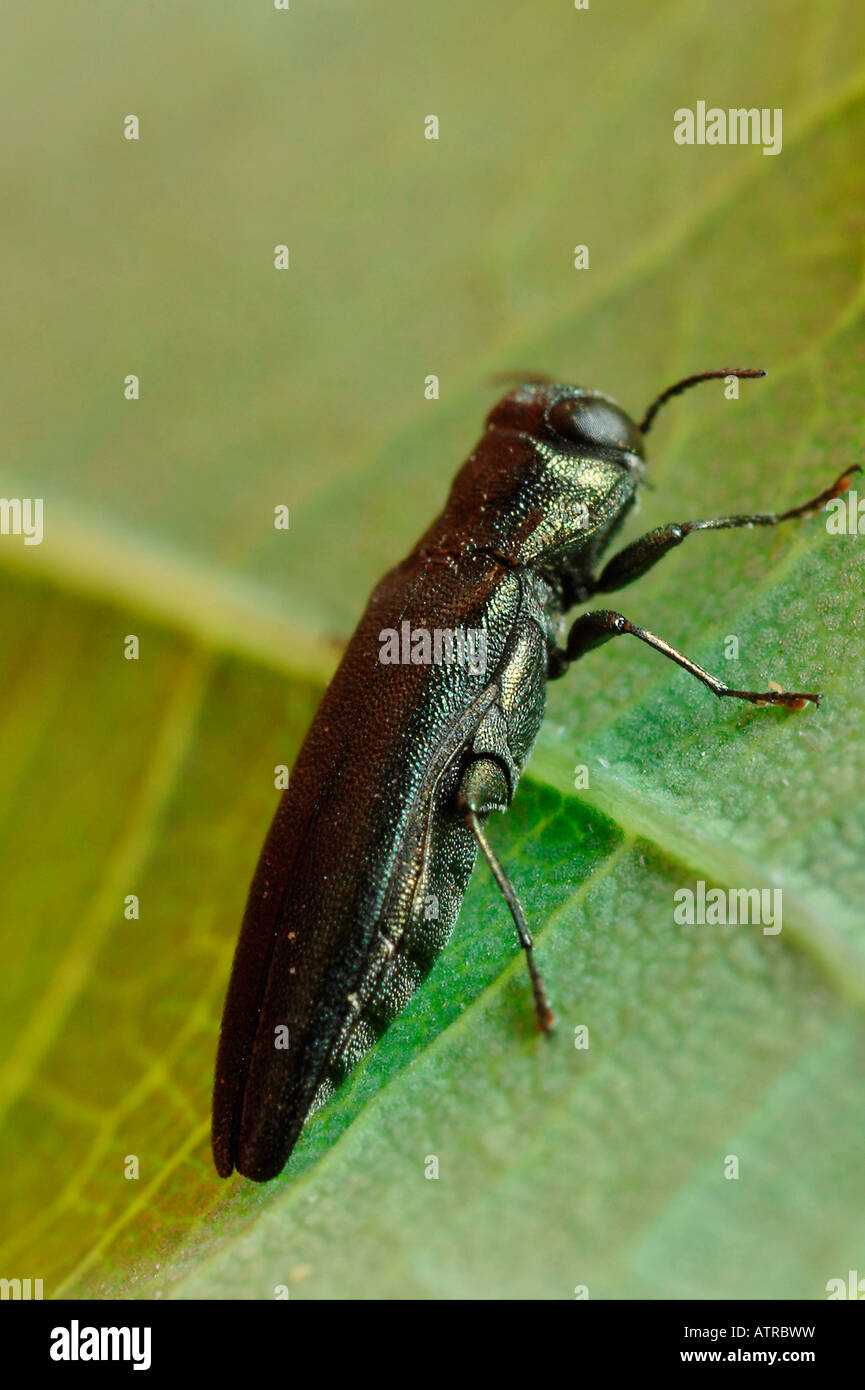 Metallic Wood-boring Beetle Stock Photo - Alamy