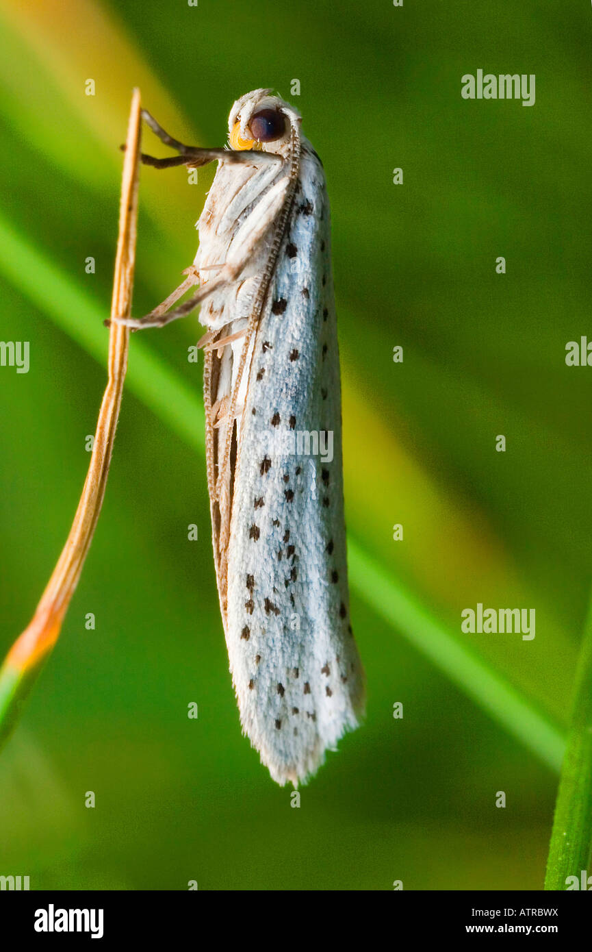 Bird cherry ermine moth hi-res stock photography and images - Alamy