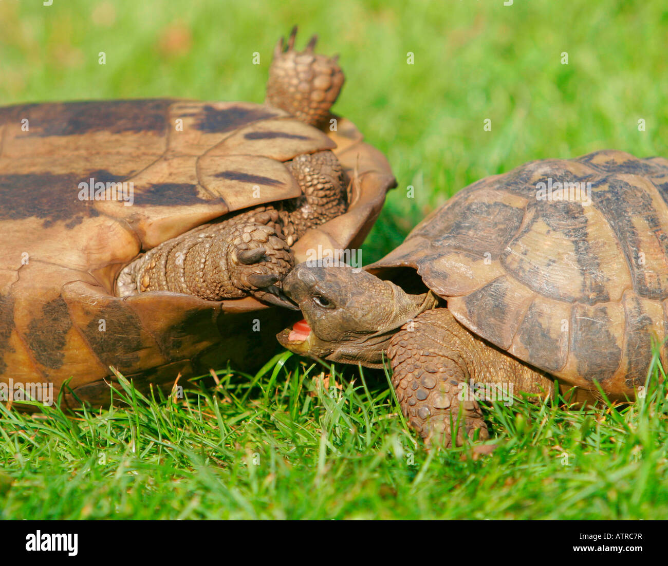 Fighting tortoises hi-res stock photography and images - Alamy