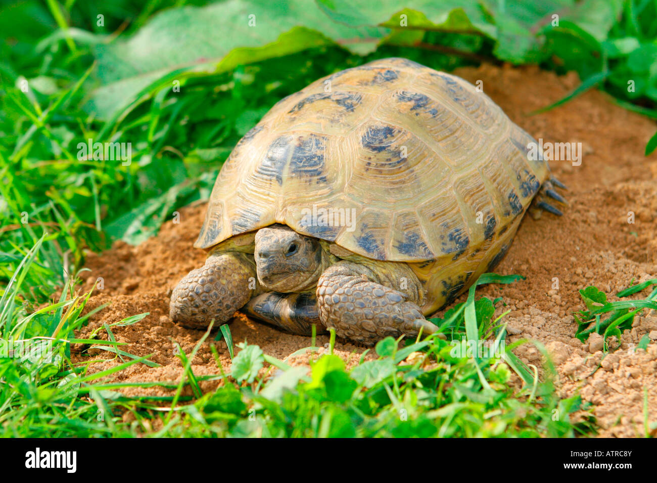 Horsfields tortoise hi-res stock photography and images - Alamy
