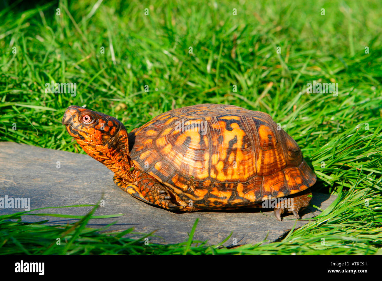Box tortoises hi-res stock photography and images - Alamy