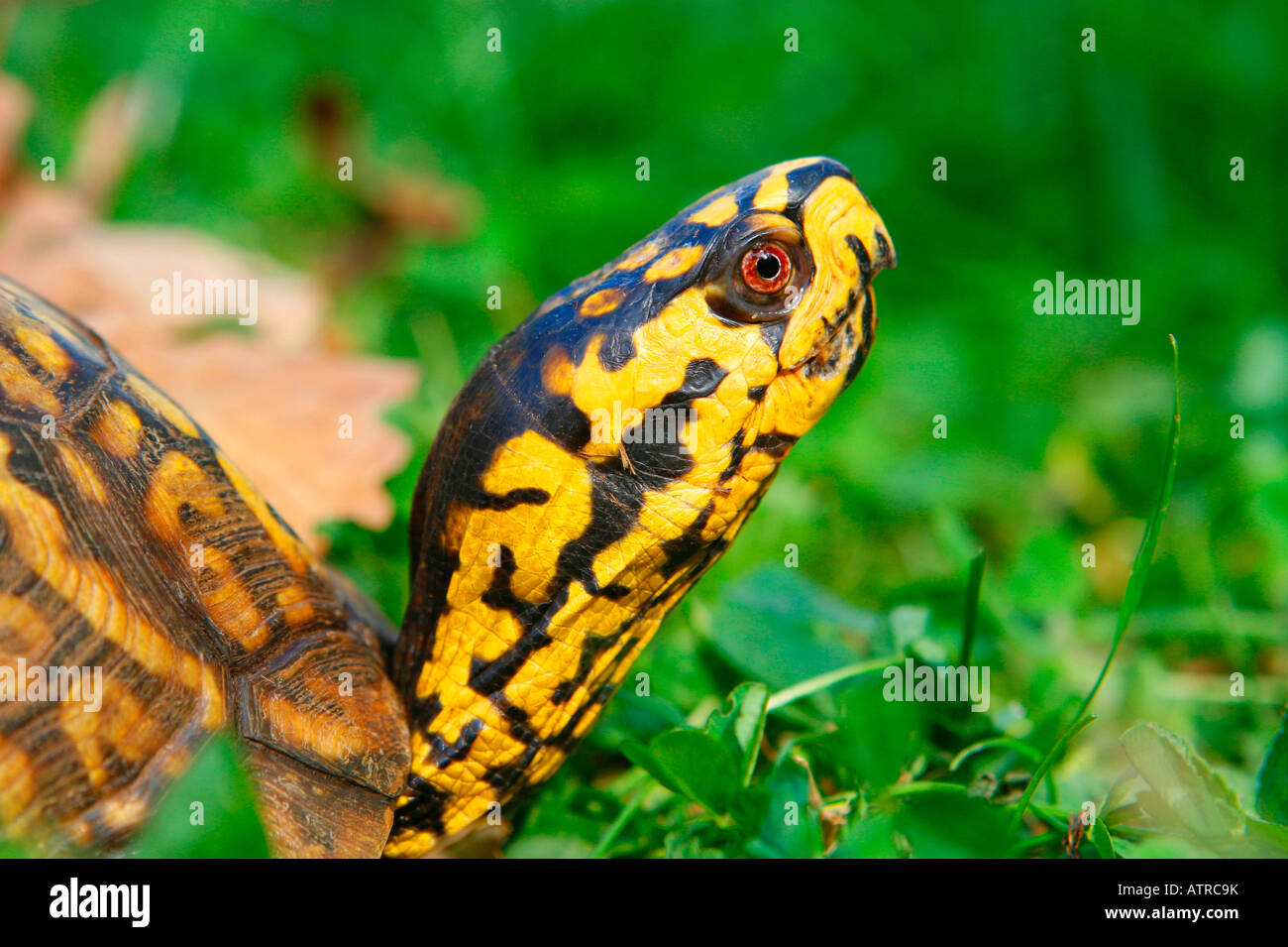Eastern Box Turtle Stock Photo - Alamy