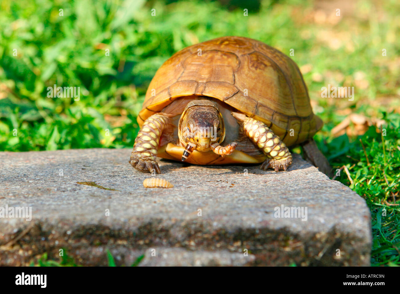 Three-toed Box Turtle Stock Photo - Alamy