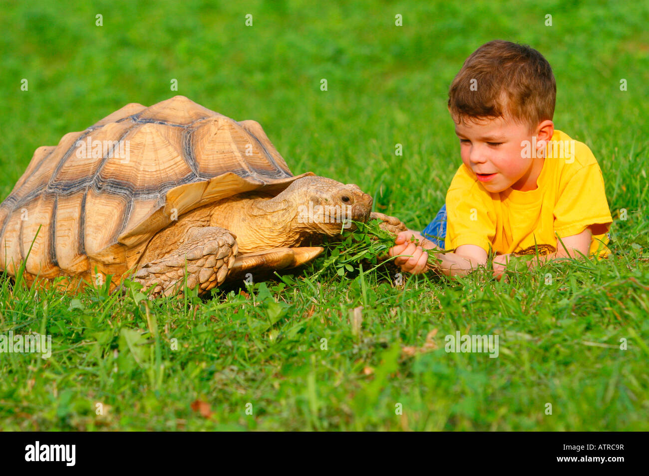 Boy and African Spurred Tortoise Stock Photo - Alamy