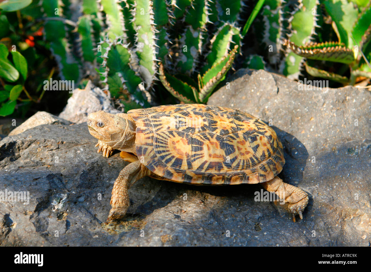 Pancake turtles hi-res stock photography and images - Alamy