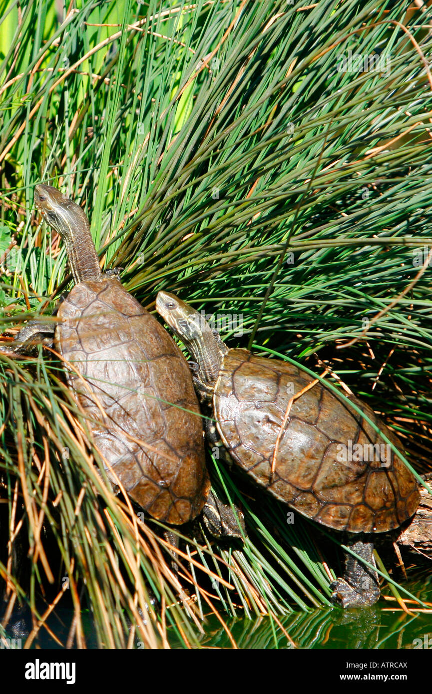 Turtle pair hi-res stock photography and images - Alamy
