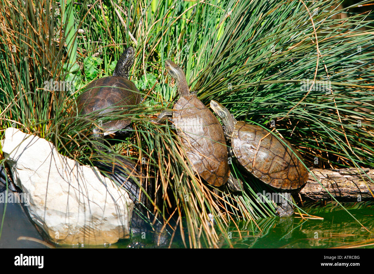 Caspian Turtle and European Pond Turtle Stock Photo - Alamy