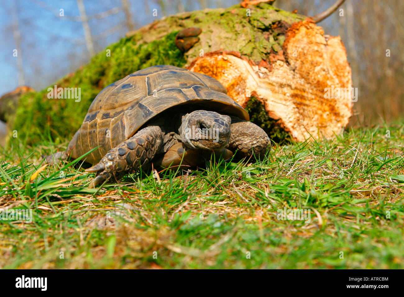 Spur turtles hi-res stock photography and images - Alamy