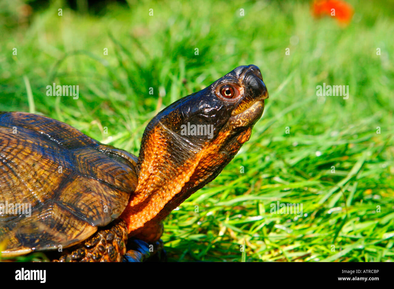 Glyptemys insculpta hi-res stock photography and images - Alamy