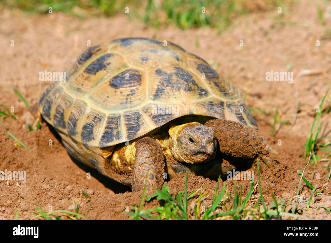 Horsfields tortoise hi-res stock photography and images - Alamy