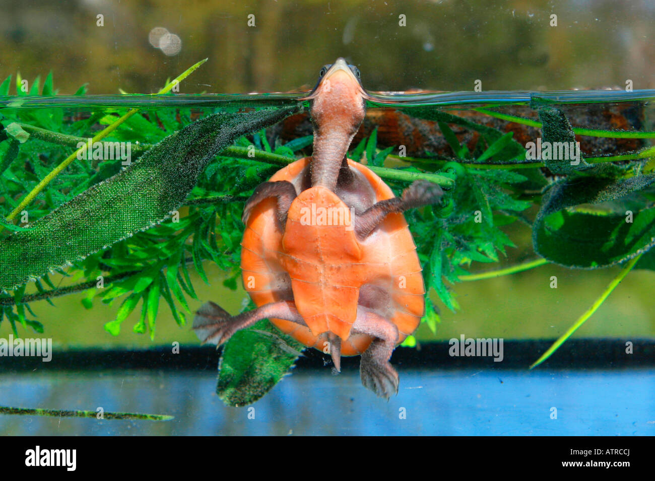 Red-bellied Short-necked Turtle Stock Photo - Alamy