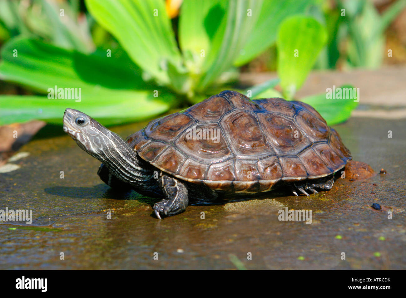 Caspian turtle hi-res stock photography and images - Alamy