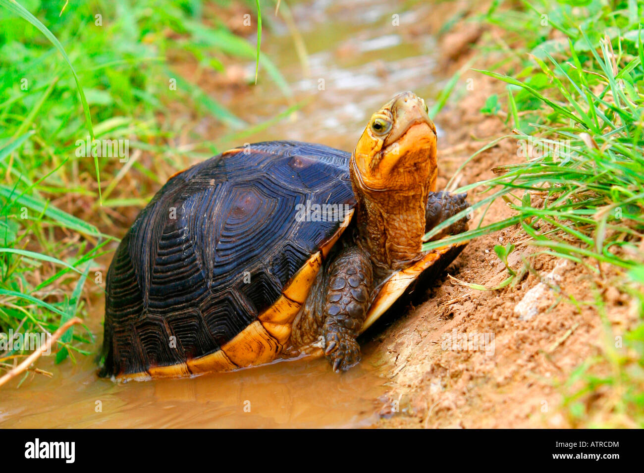 Yellow margined box turtle cuora flavomarginata hi-res stock ...