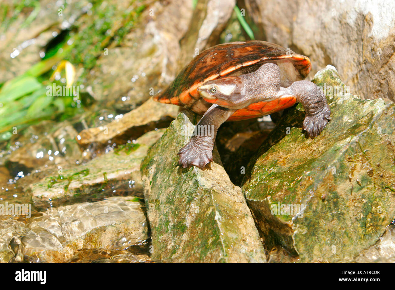 Red-bellied Short-necked Turtle Stock Photo - Alamy