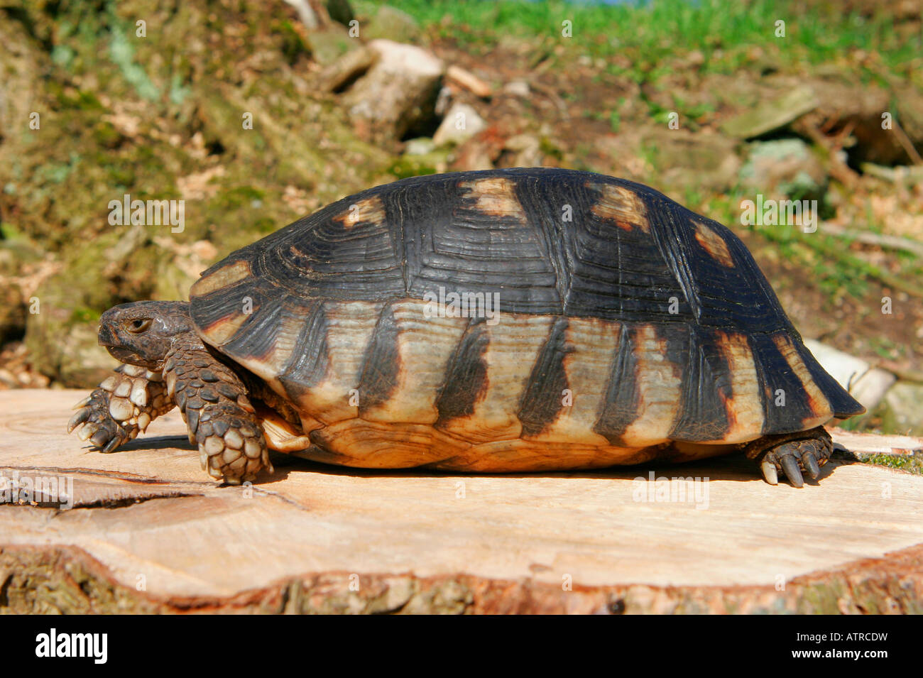 Marginated tortoise testudo hi-res stock photography and images - Alamy
