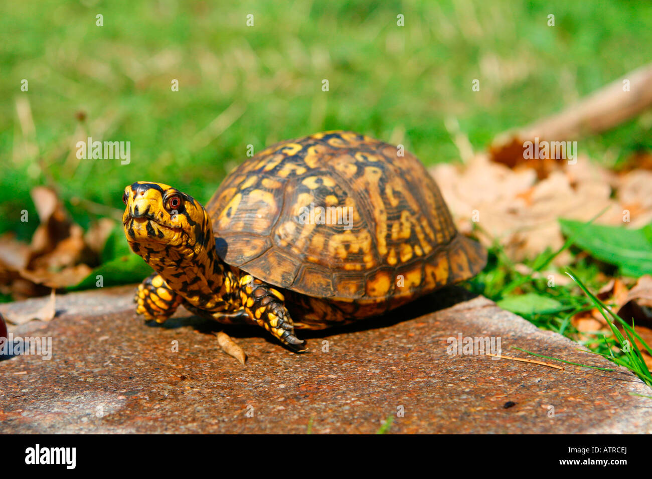 Eastern Box Turtle Stock Photo - Alamy