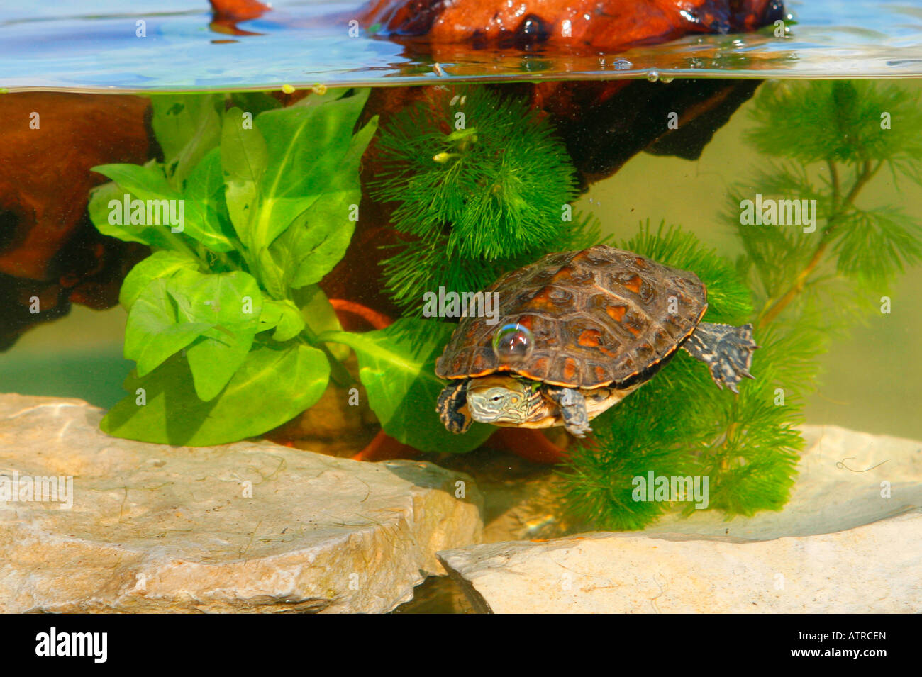 Turtle terrarium hi-res stock photography and images - Alamy