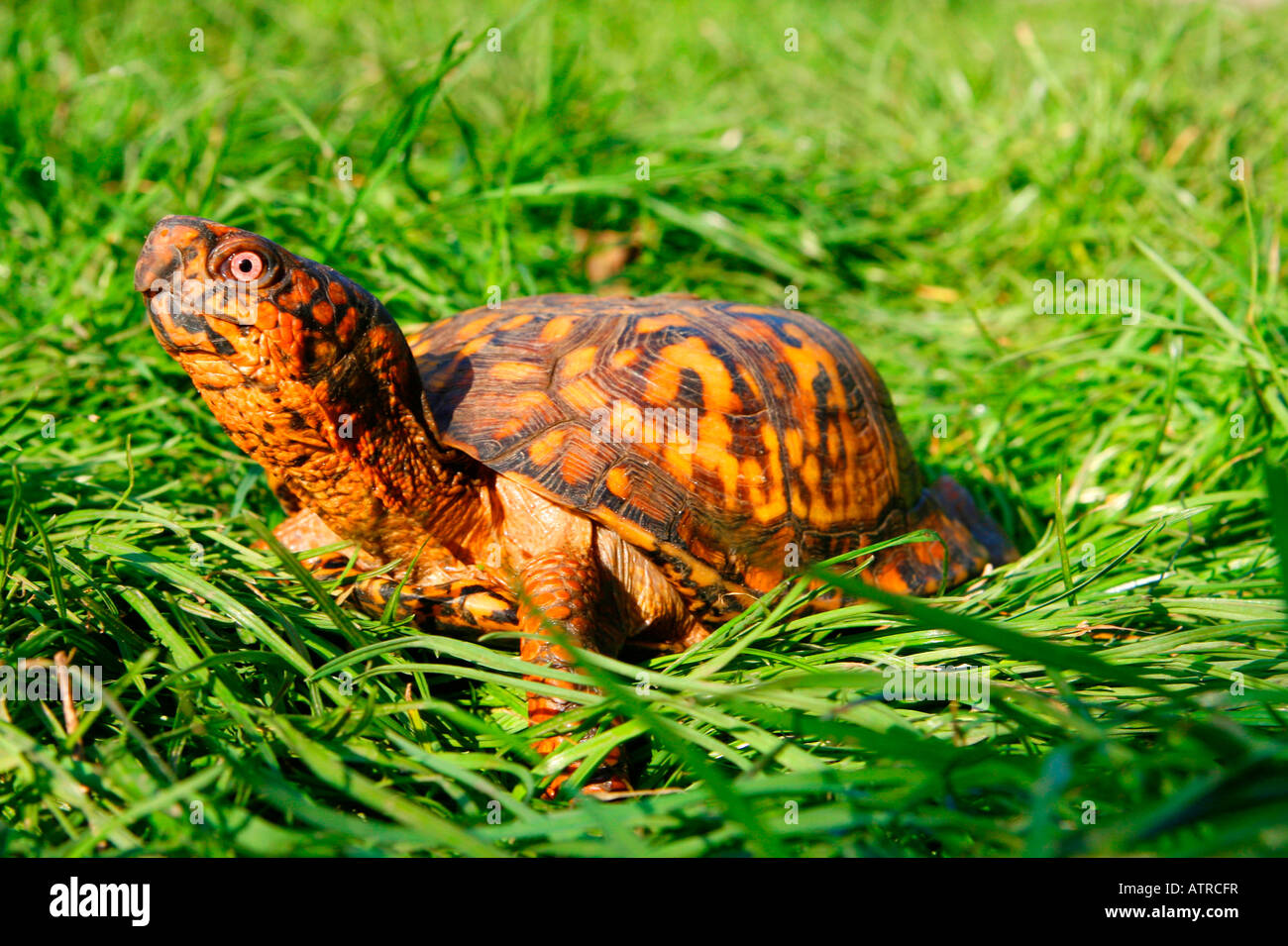 Eastern Box Turtle Stock Photo - Alamy
