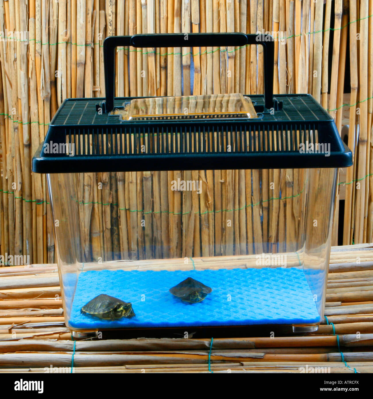 Yellow bellied sliders hi-res stock photography and images - Alamy