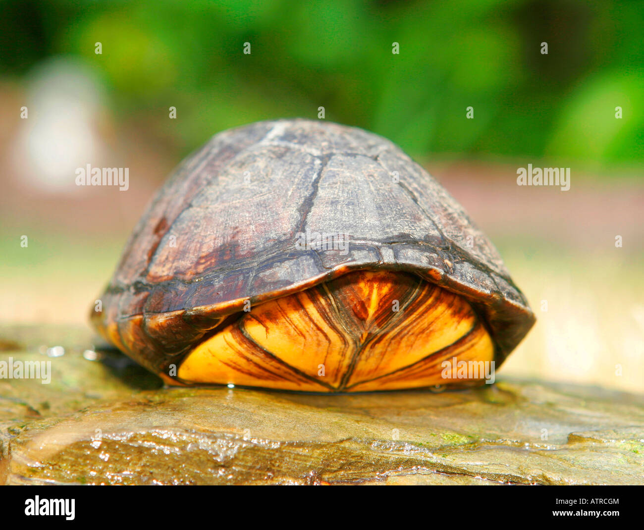Striped Mud Turtle Stock Photo - Alamy