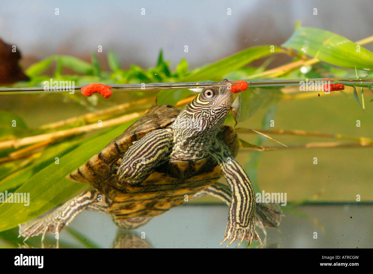 Mississippi Map Turtle Stock Photo - Alamy