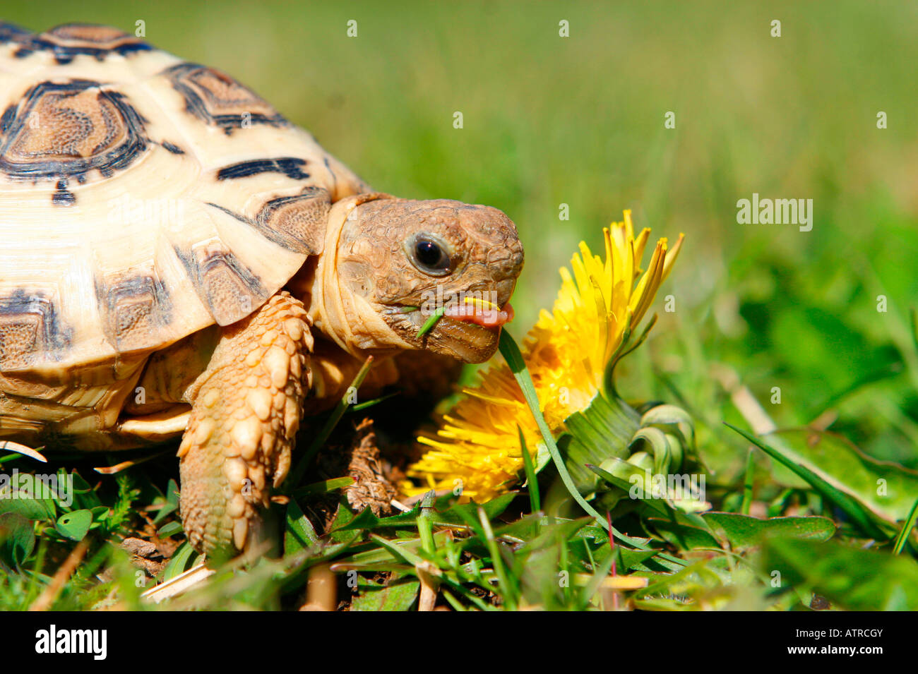 Leopard tortoise geochelone pardalis eating hi-res stock photography ...