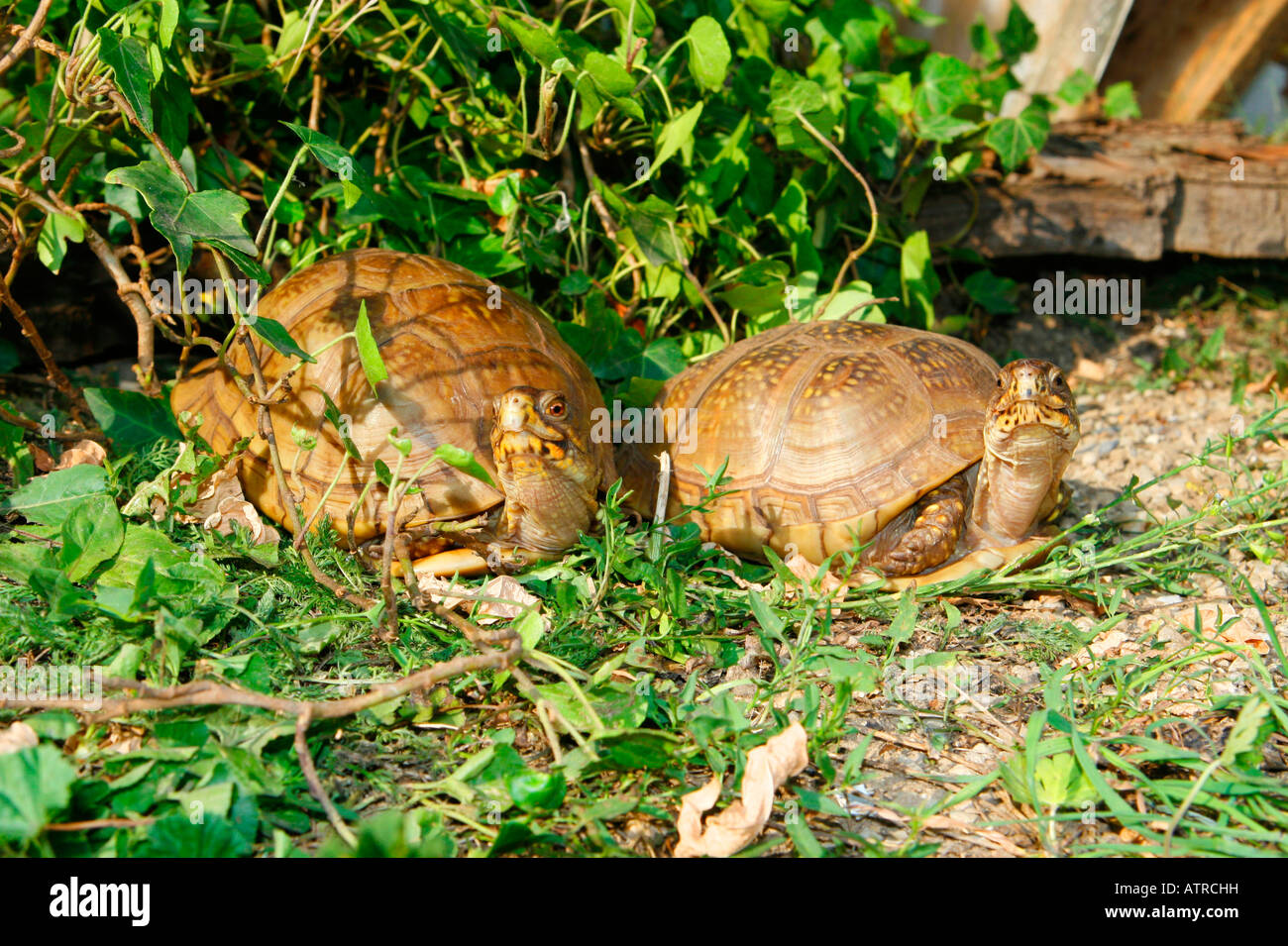 Eastern Box Turtle Stock Photo - Alamy