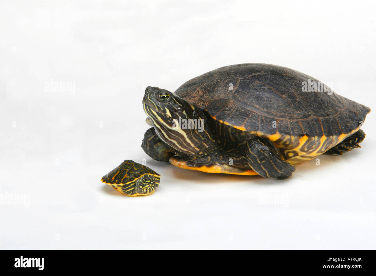 Yellow bellied sliders hi-res stock photography and images - Alamy