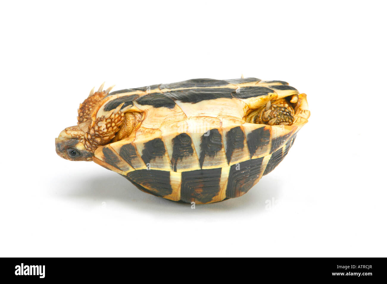 Back of tortoise hi-res stock photography and images - Alamy