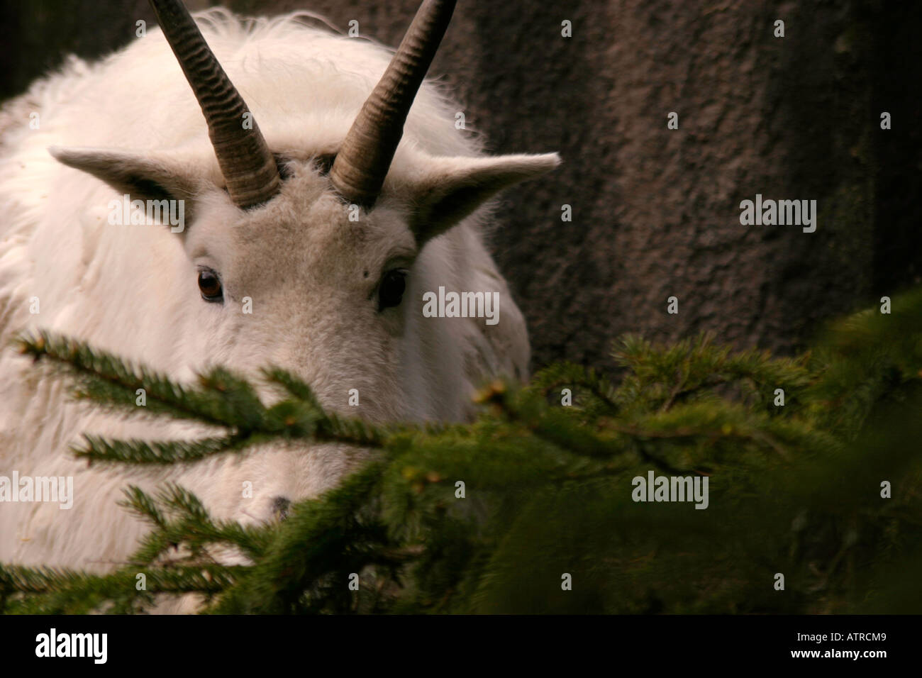 A mountain goat looking through the trees Stock Photo - Alamy