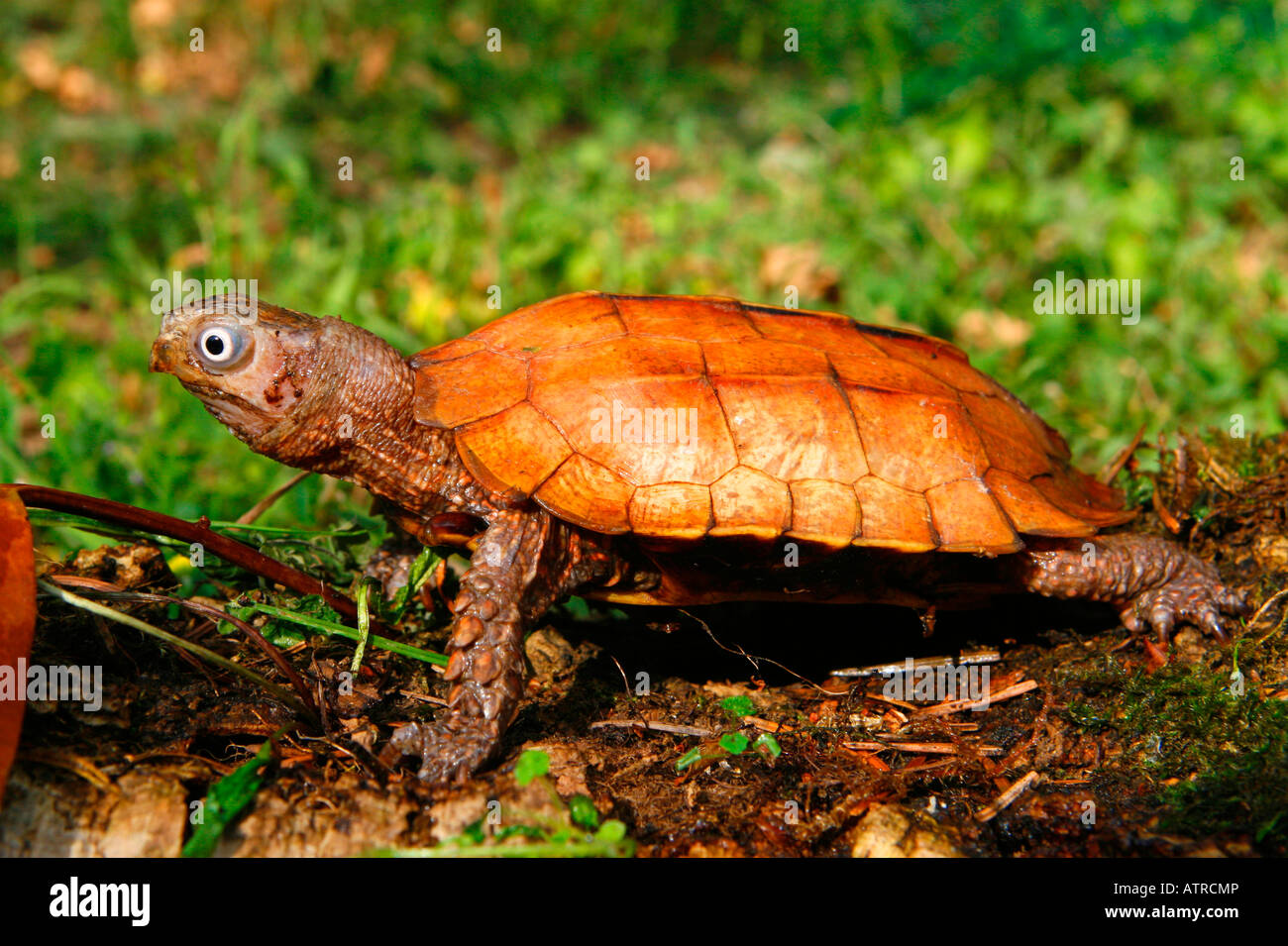 Black breasted leaf turtle hi-res stock photography and images - Alamy